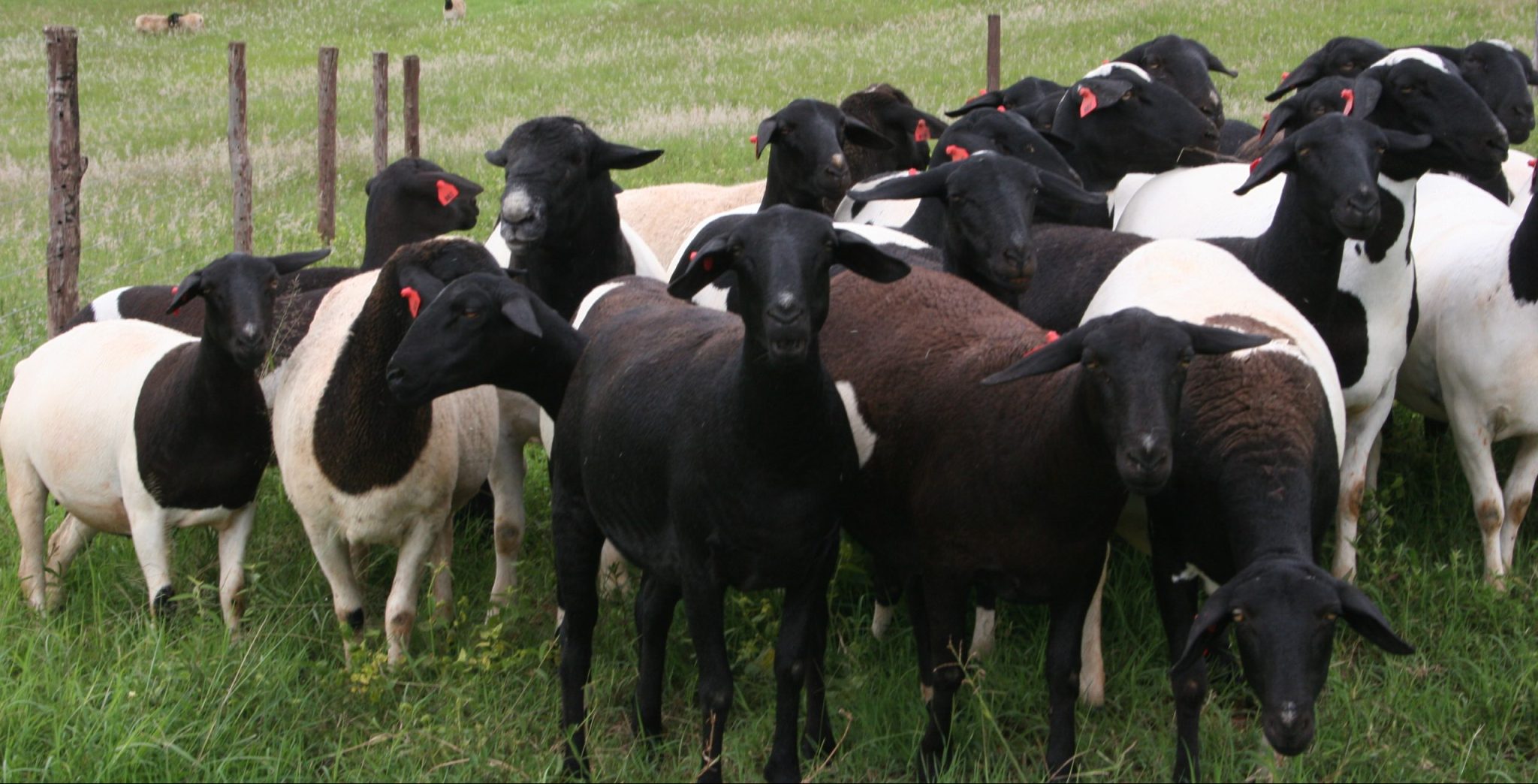 Dorper Lamb - VPJ Alimentos